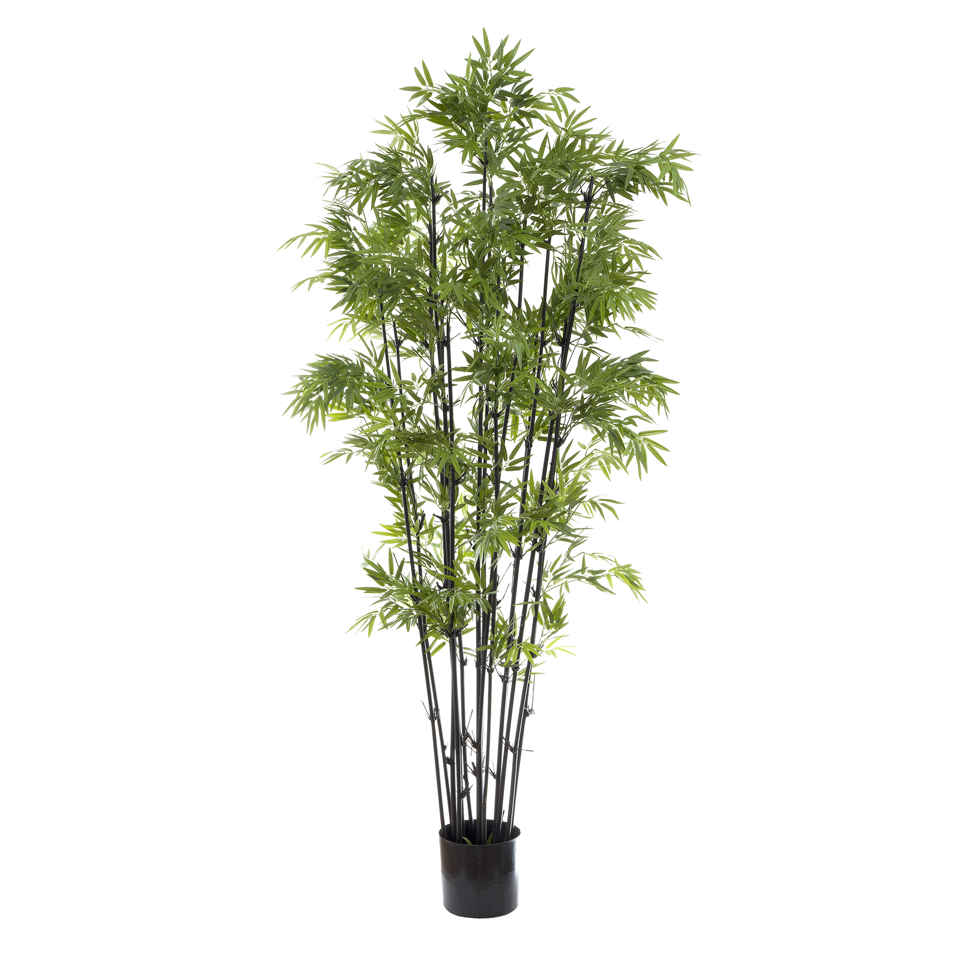 Florabelle - Japanese Bamboo Black Stem 1.9m | Peter's of Kensington